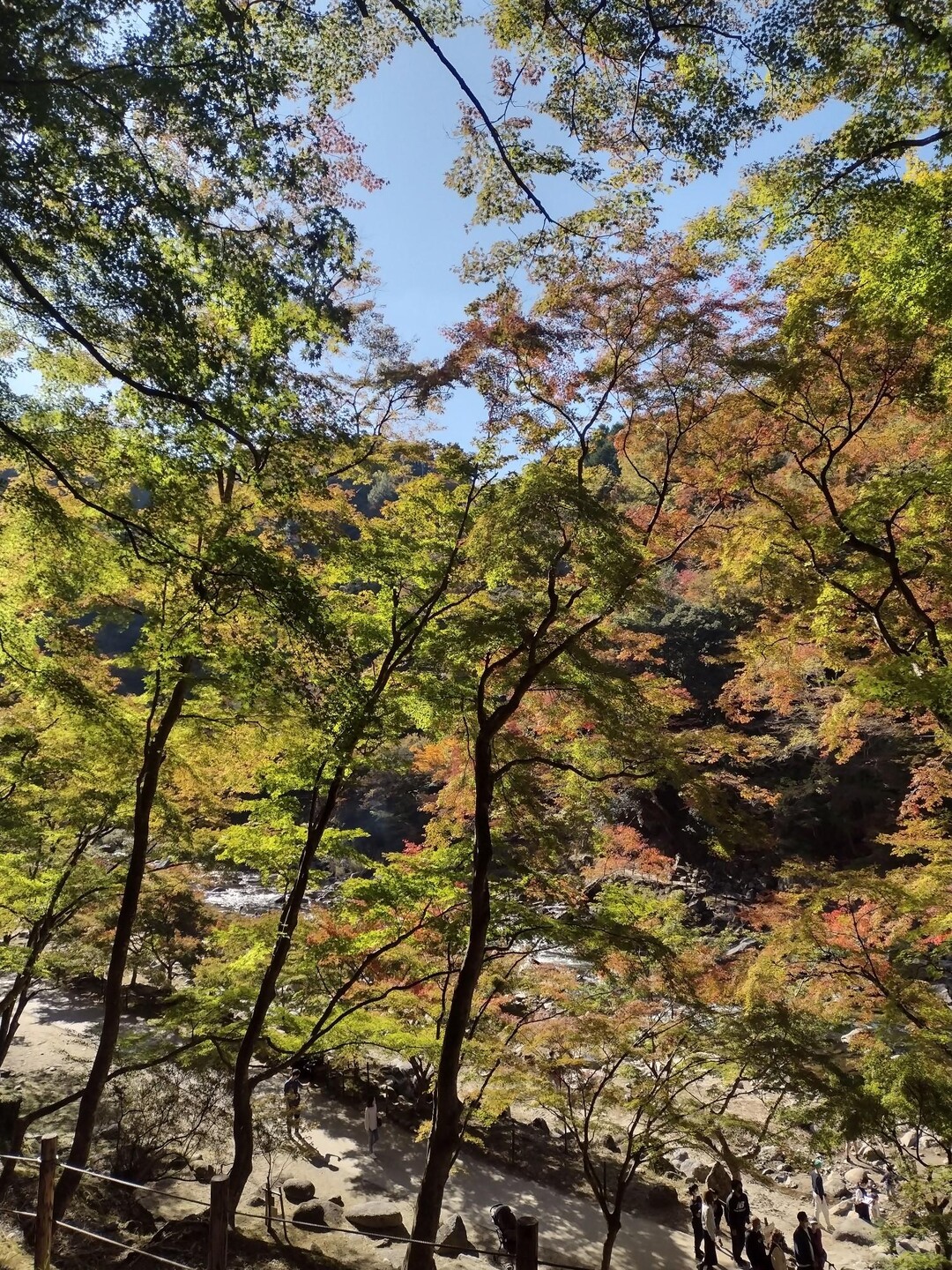 豊田市 香嵐渓 もみじは2分位の色付きで... / sin-yaさんのモーメント | YAMAP / ヤマップ