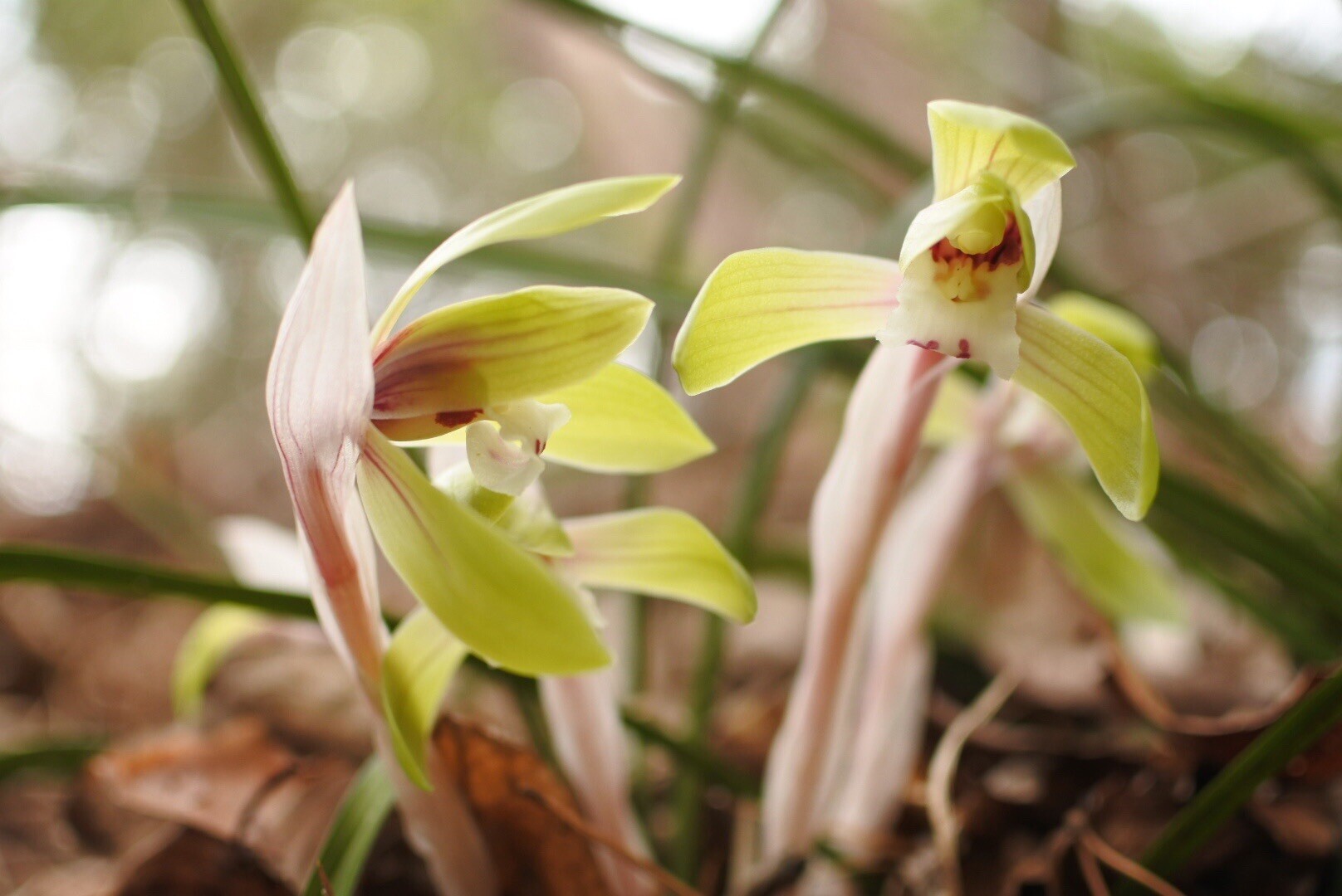 美濃の里山散歩。 雑木林の中でひっそり... / kinoさんのモーメント | YAMAP / ヤマップ
