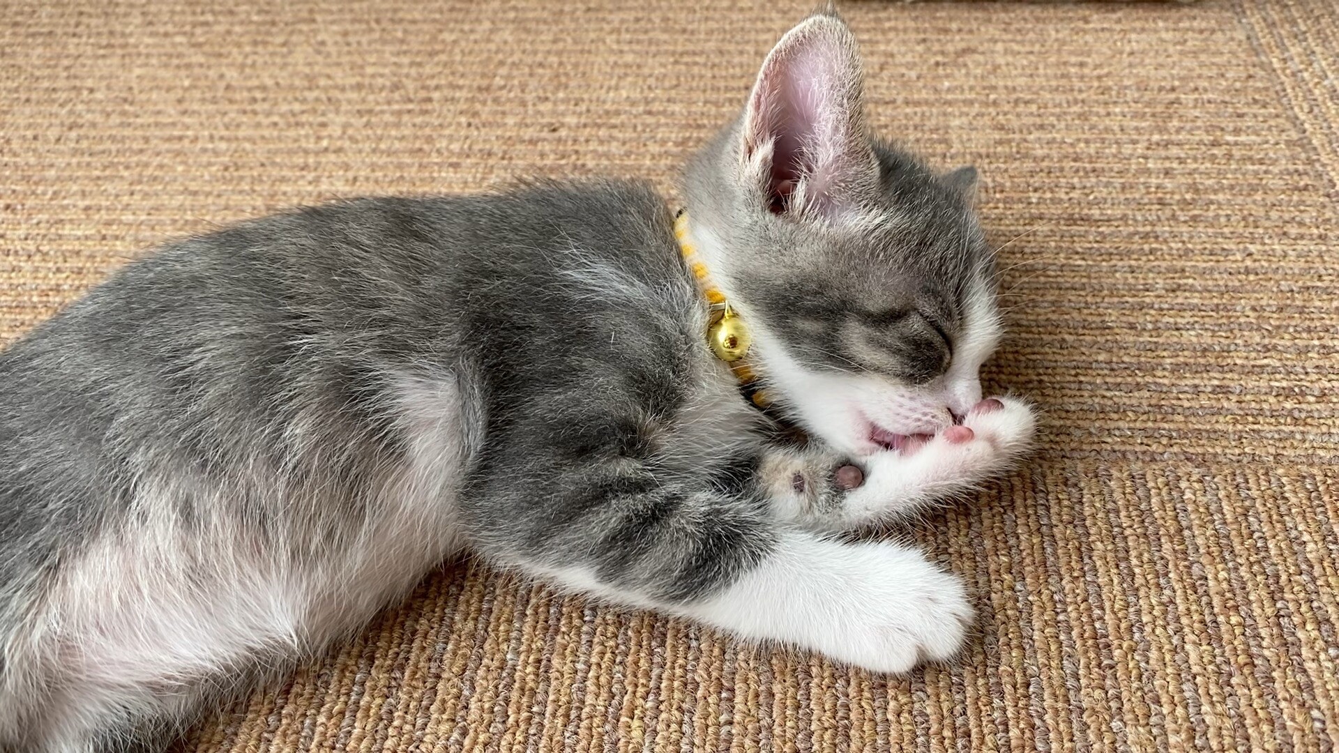 猫日記🐈 ・ およそ生後45日 🐈p... / circeさんのモーメント | YAMAP / ヤマップ