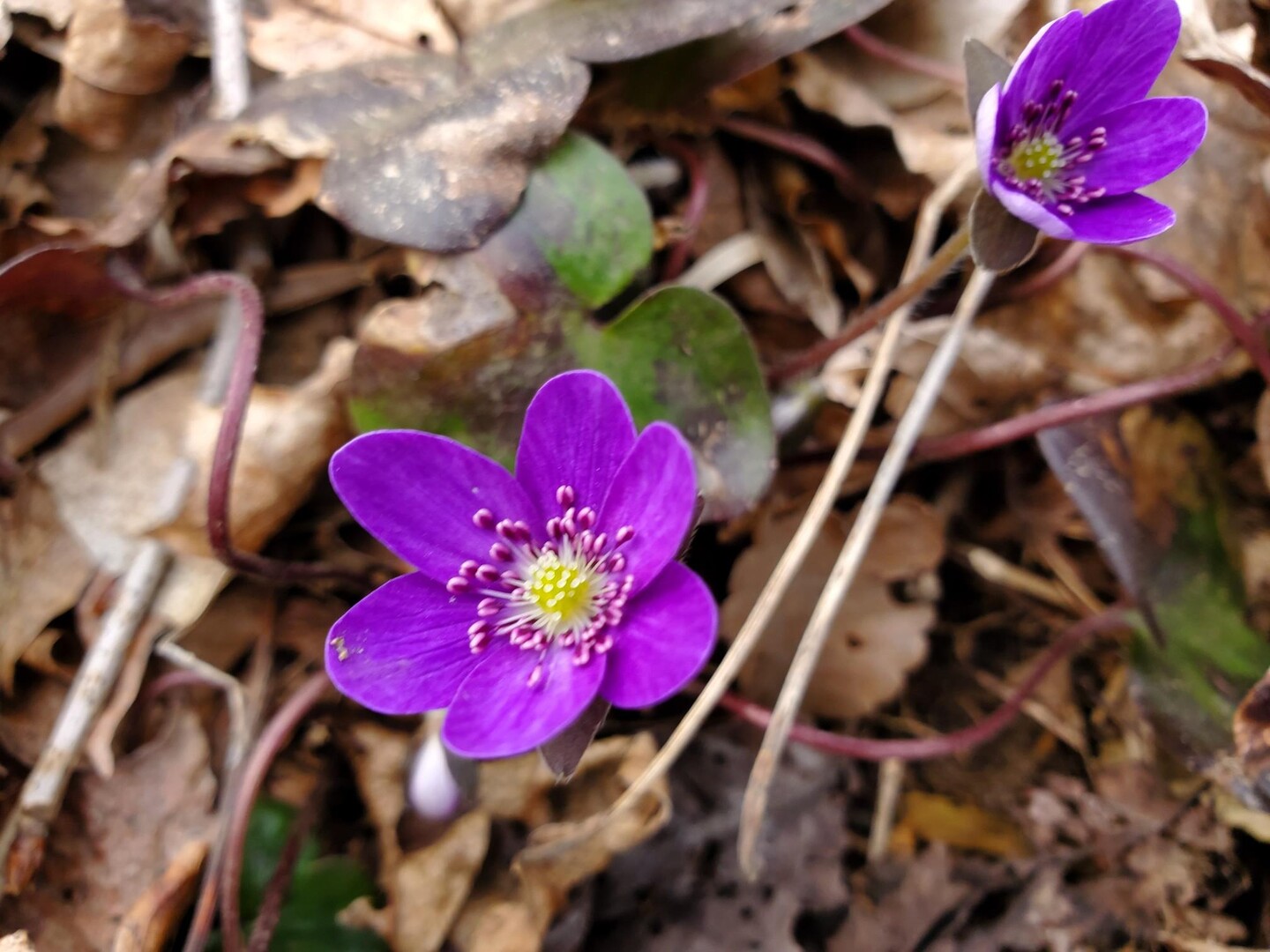 角田山灯台桜尾根コース / ichiさんのウォーキングの活動データ | YAMAP / ヤマップ