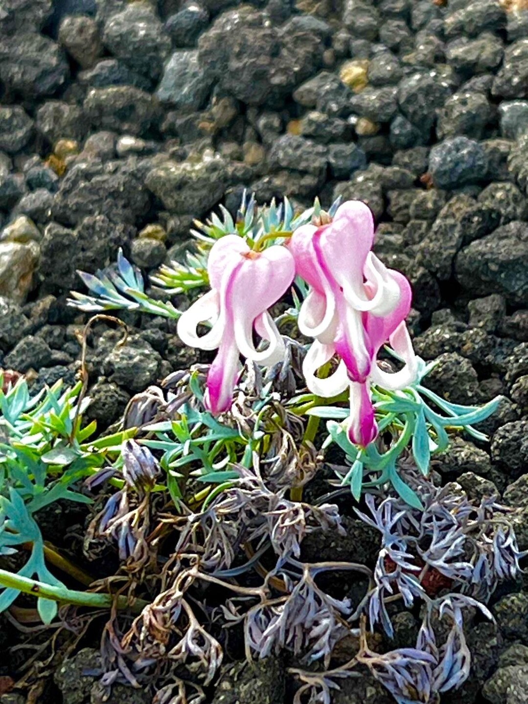 きのこ探して⛰️ / 金さんの岩手山・八幡平・安比高原 50km トレイルの活動データ | YAMAP / ヤマップ