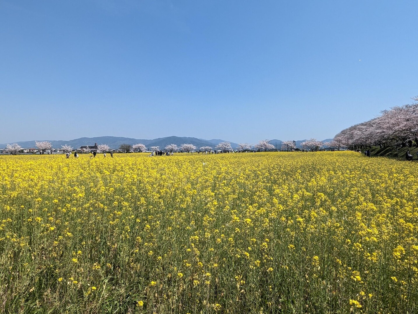 気付けば4月🌸 3月の仕事休みは 息子... / kokeさんのモーメント | YAMAP / ヤマップ