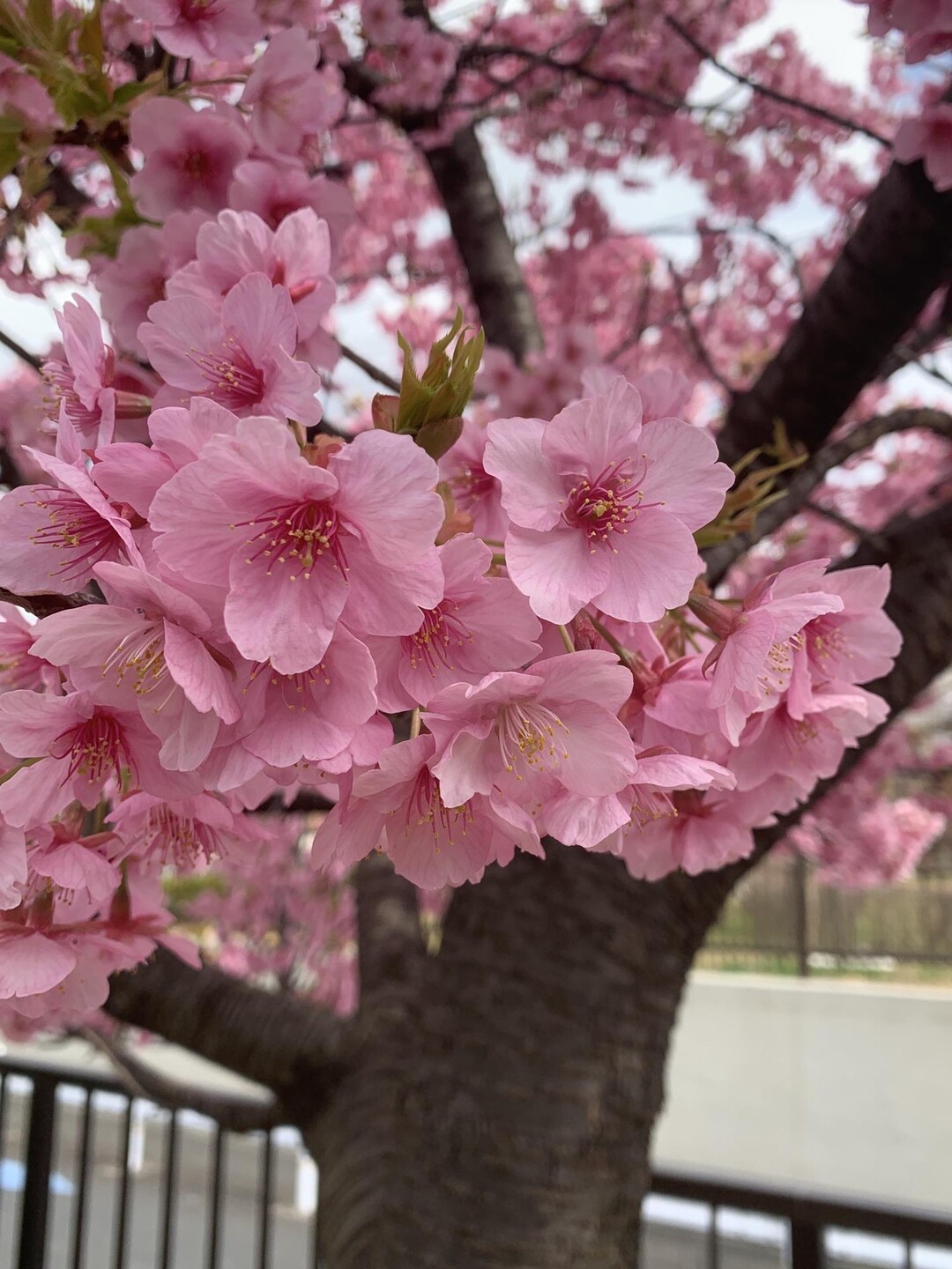 大横川（江東区）の河津桜🌸見頃でした♬... / harumiさんのモーメント | YAMAP / ヤマップ