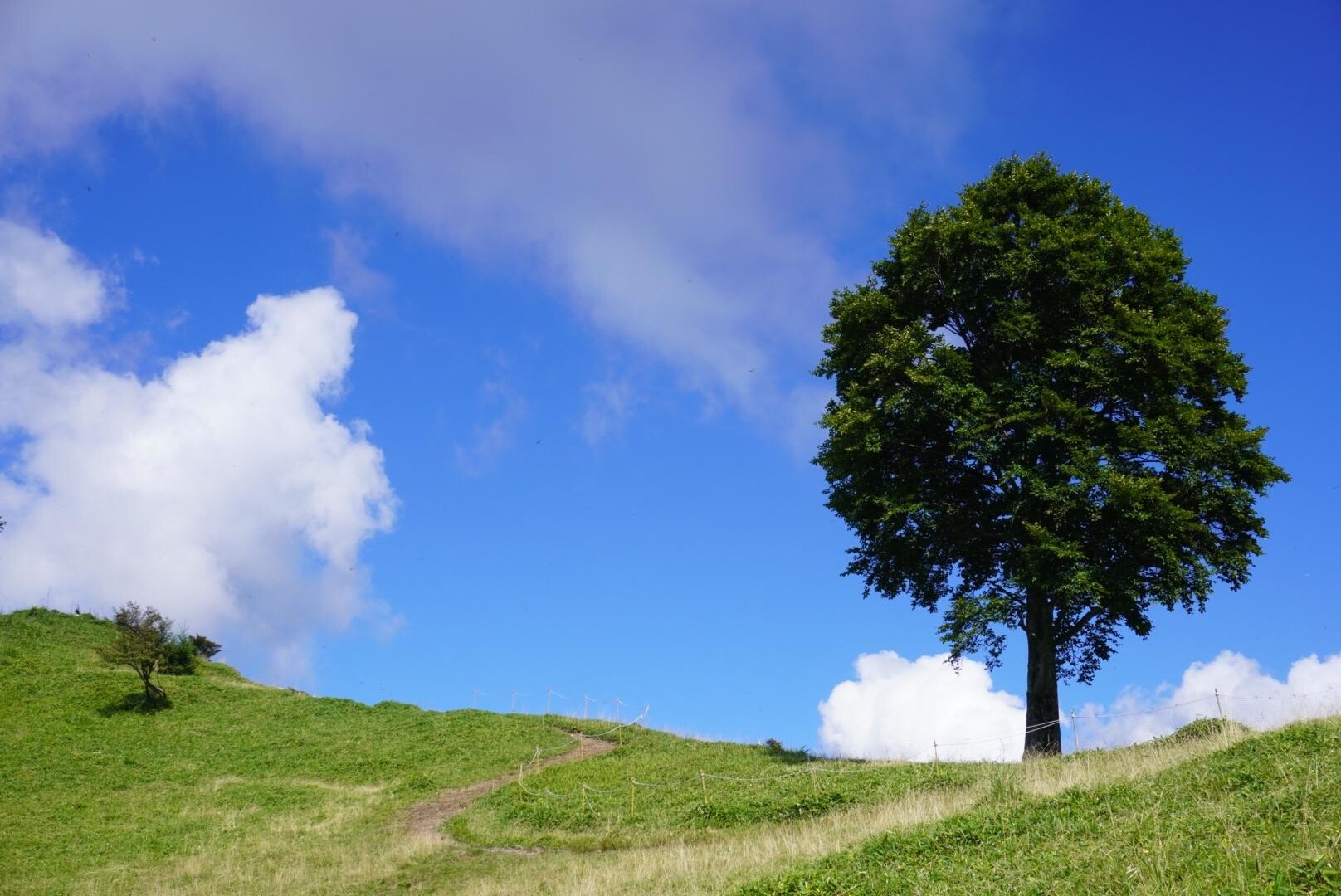 孤高のブナを見たくて中倉山へ。 / DKさんの社山・半月山の活動データ | YAMAP / ヤマップ