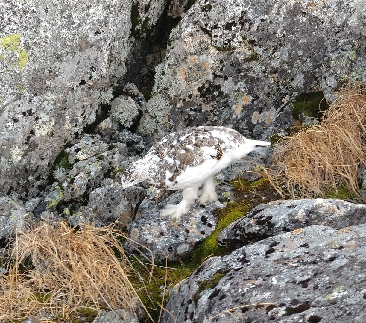 だいぶ白い！ クークー鳴いて可愛かった！... / Kmk-Nさんのモーメント | YAMAP / ヤマップ