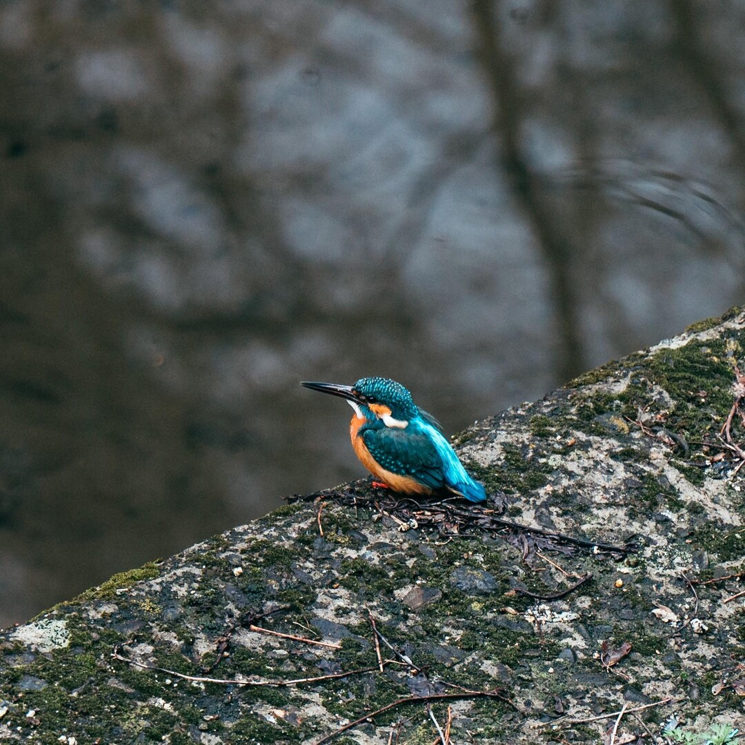 丹生山・帝釈山・シビレ山-2023-03-18 / eriさんの丹生山・帝釈山・シビレ山の活動データ | YAMAP / ヤマップ