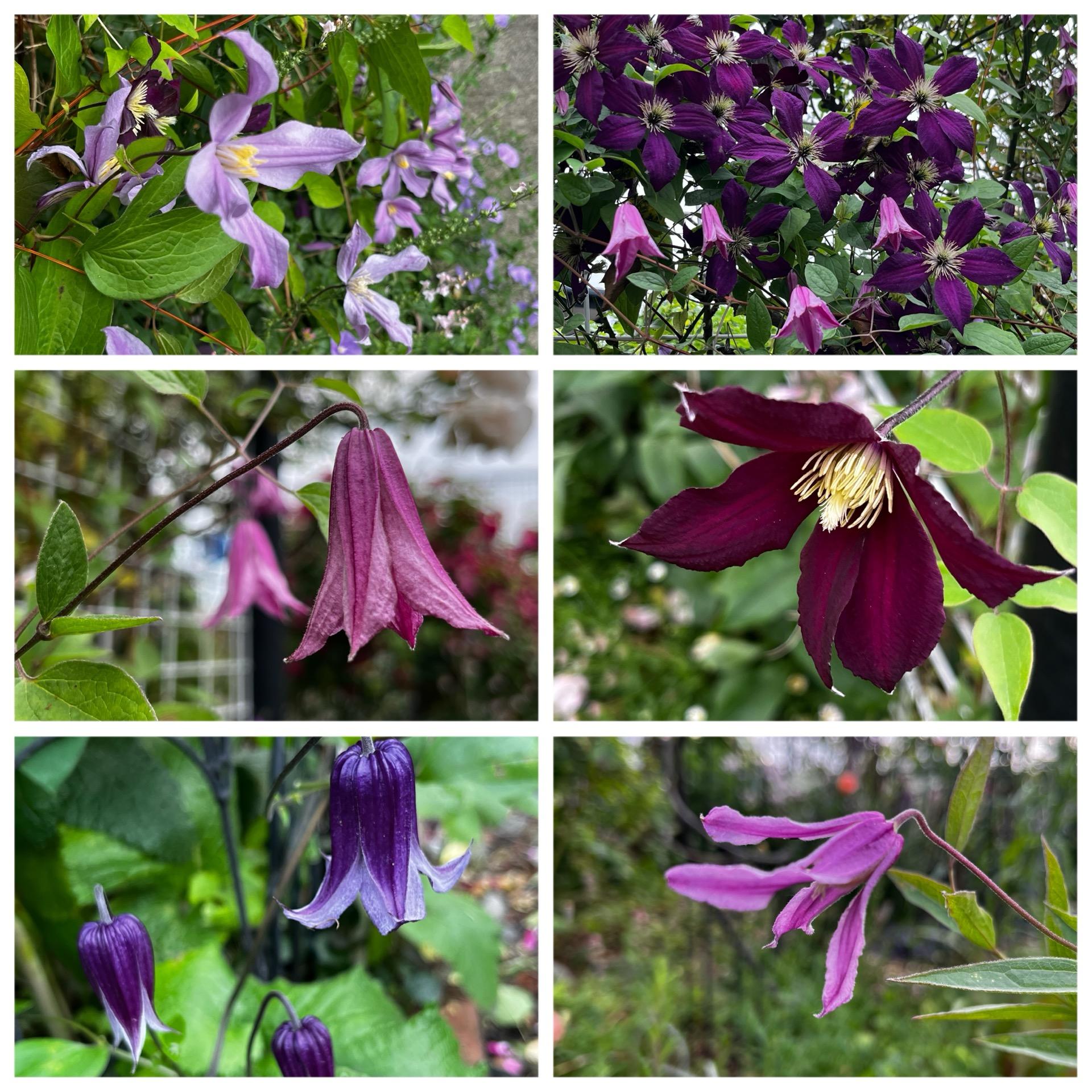 2025/06/12（木） My イング... / ゆかりさんのモーメント | YAMAP / ヤマップ