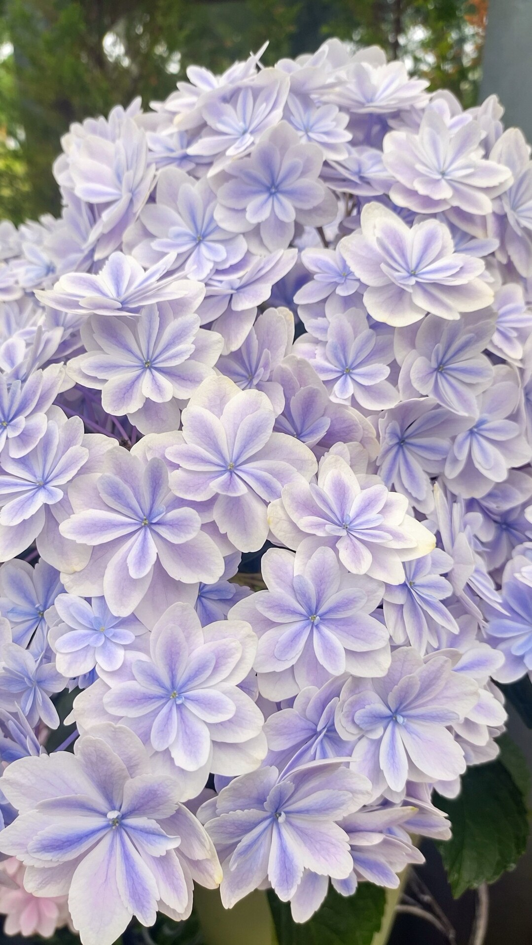 お花屋さんで出会った、島根でしか作ること... / Sol*さんのモーメント | YAMAP / ヤマップ