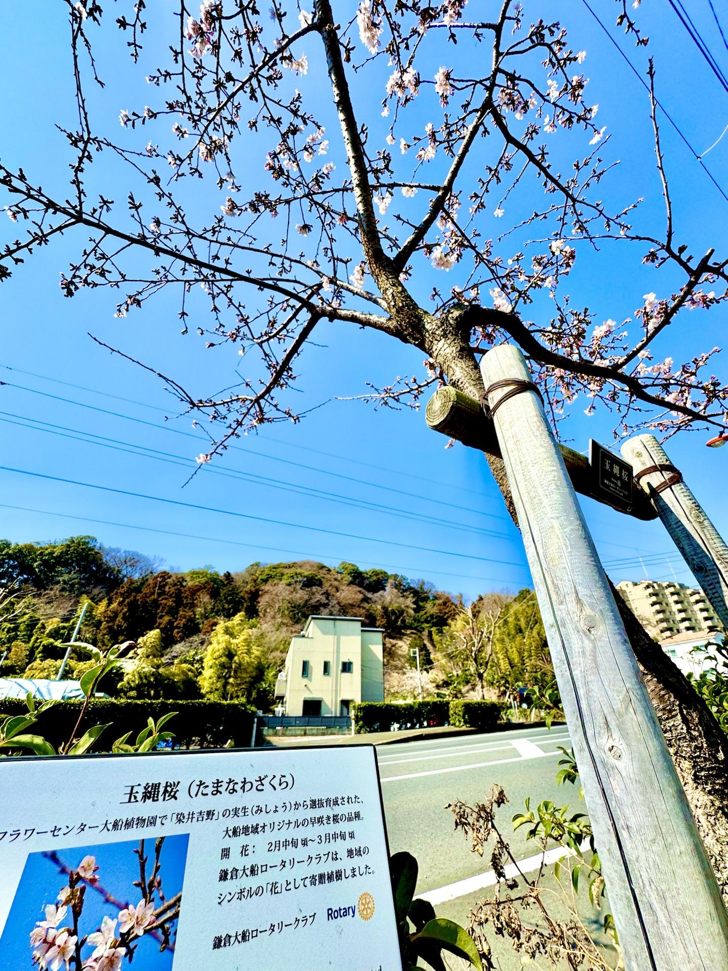 The Tamanawa cherry ... / Ryuさんのモーメント | YAMAP / ヤマップ