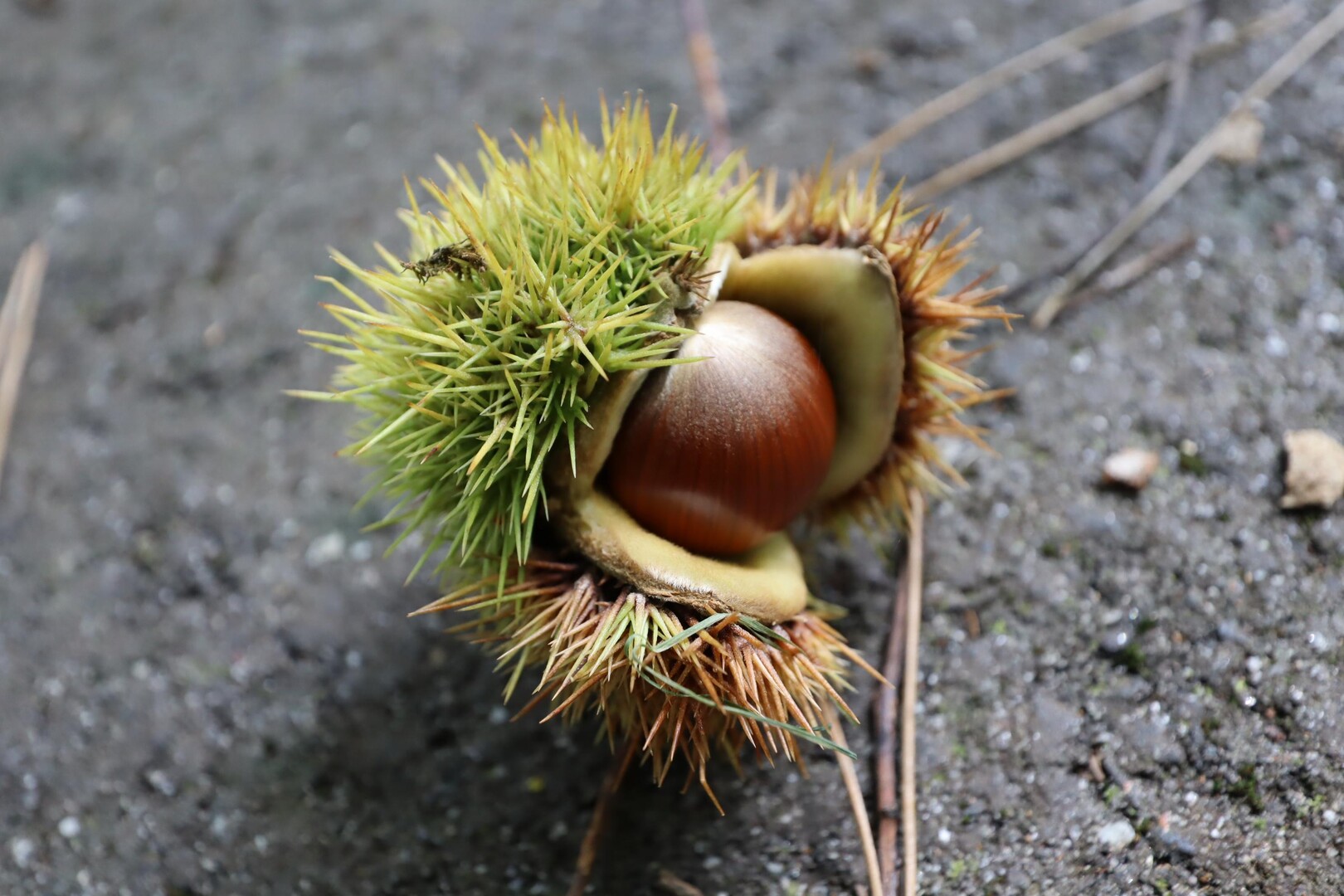 笠原富士と蜘蛛の巣🕸深山 / FD2R2000さんの笠原富士・深山の活動データ | YAMAP / ヤマップ