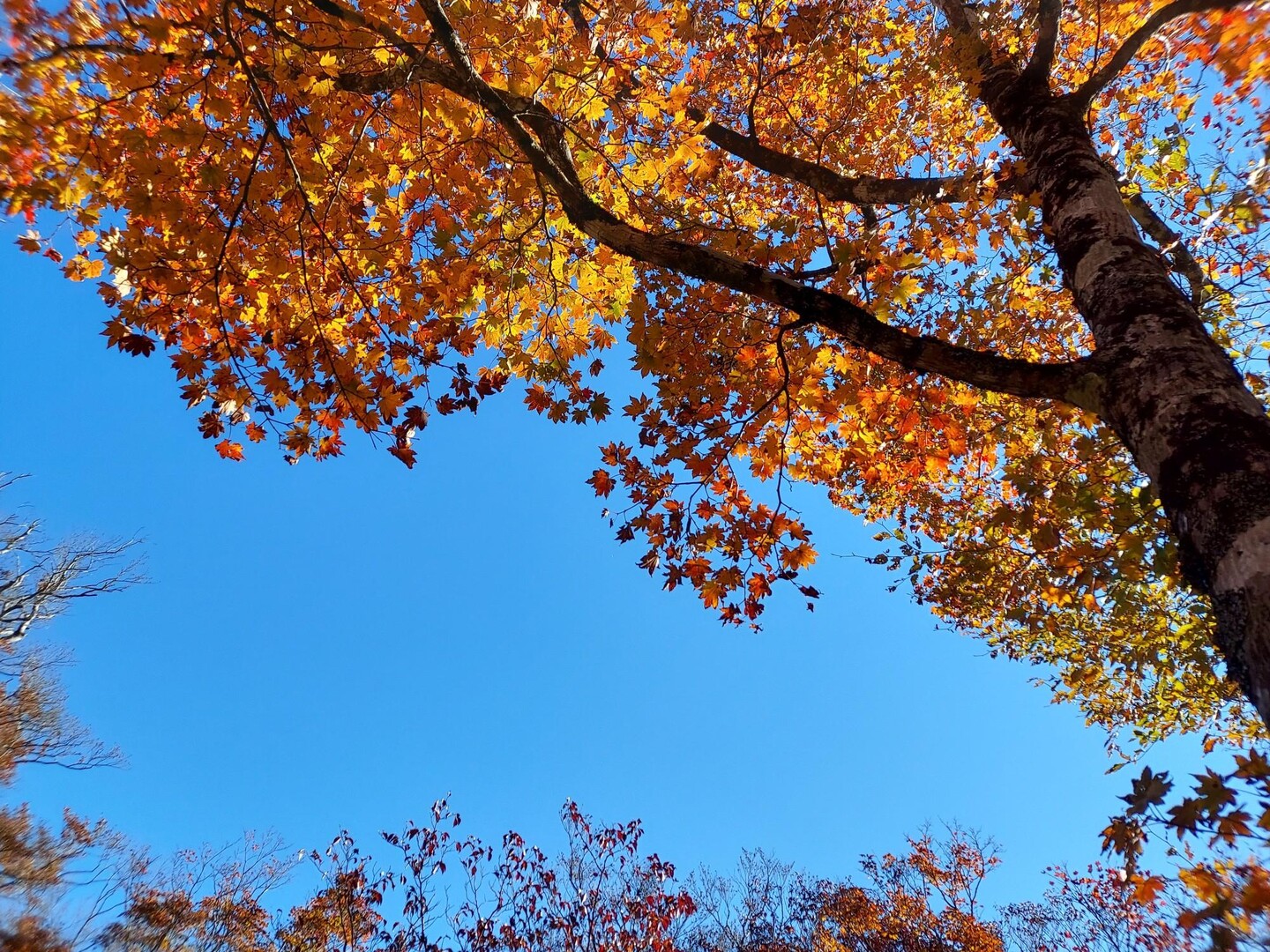 秋の台高山脈 大又～池木屋山 / ree-koさんの池木屋山の活動日記 | YAMAP / ヤマップ