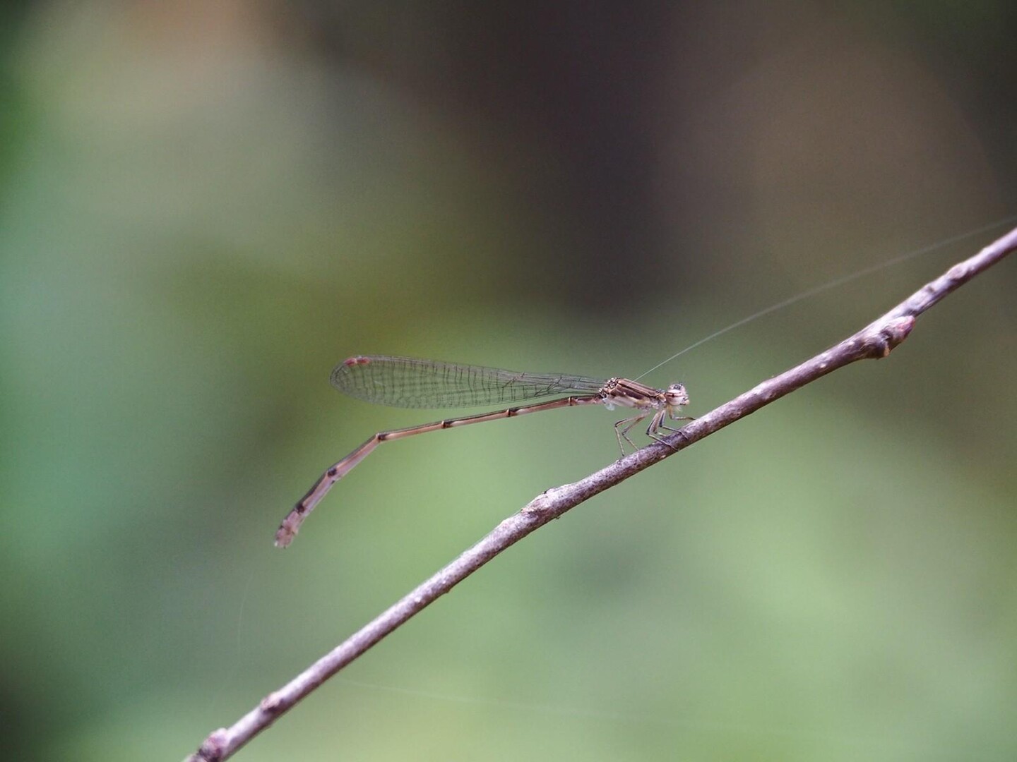 入間市の山で見つけた4cm位のとんぼ。 / ボブさんのモーメント | YAMAP / ヤマップ