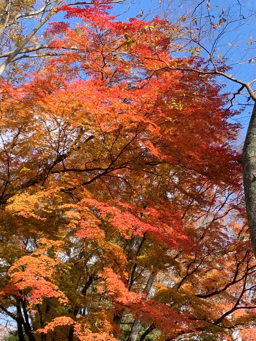 紅葉の高取山🍁 / yumi minさんの高取山の活動データ | YAMAP / ヤマップ
