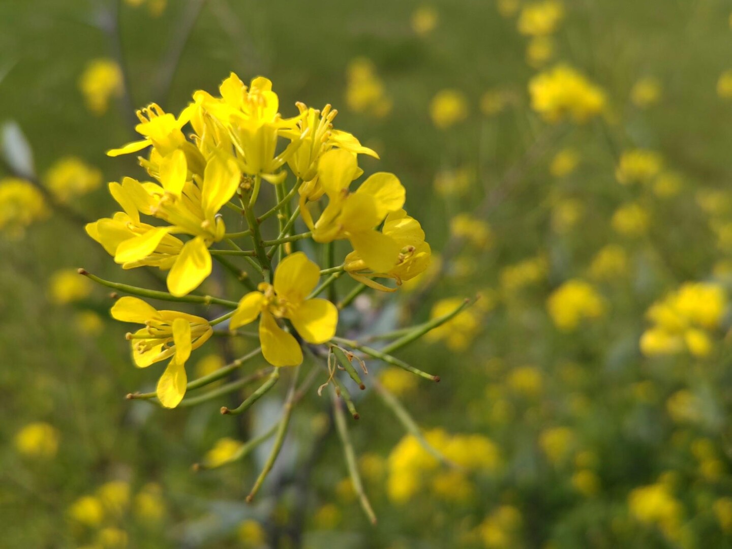 ランニング-2024-04-07 / Kazhiさんのランニングの活動データ | YAMAP / ヤマップ