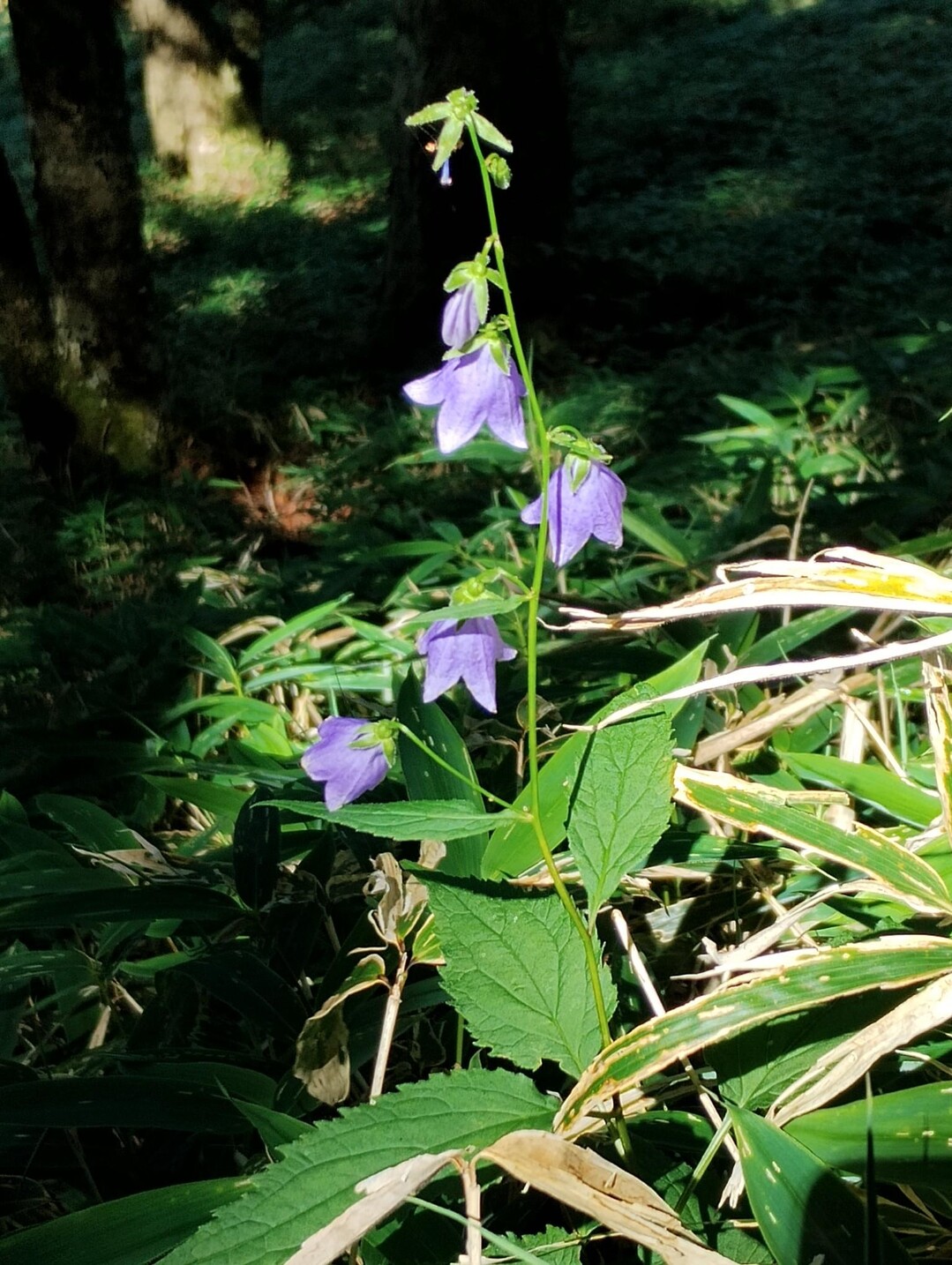 牛王院平・飛龍山（大洞山） / timさんの和名倉山・笠取山・東仙波の活動データ | YAMAP / ヤマップ