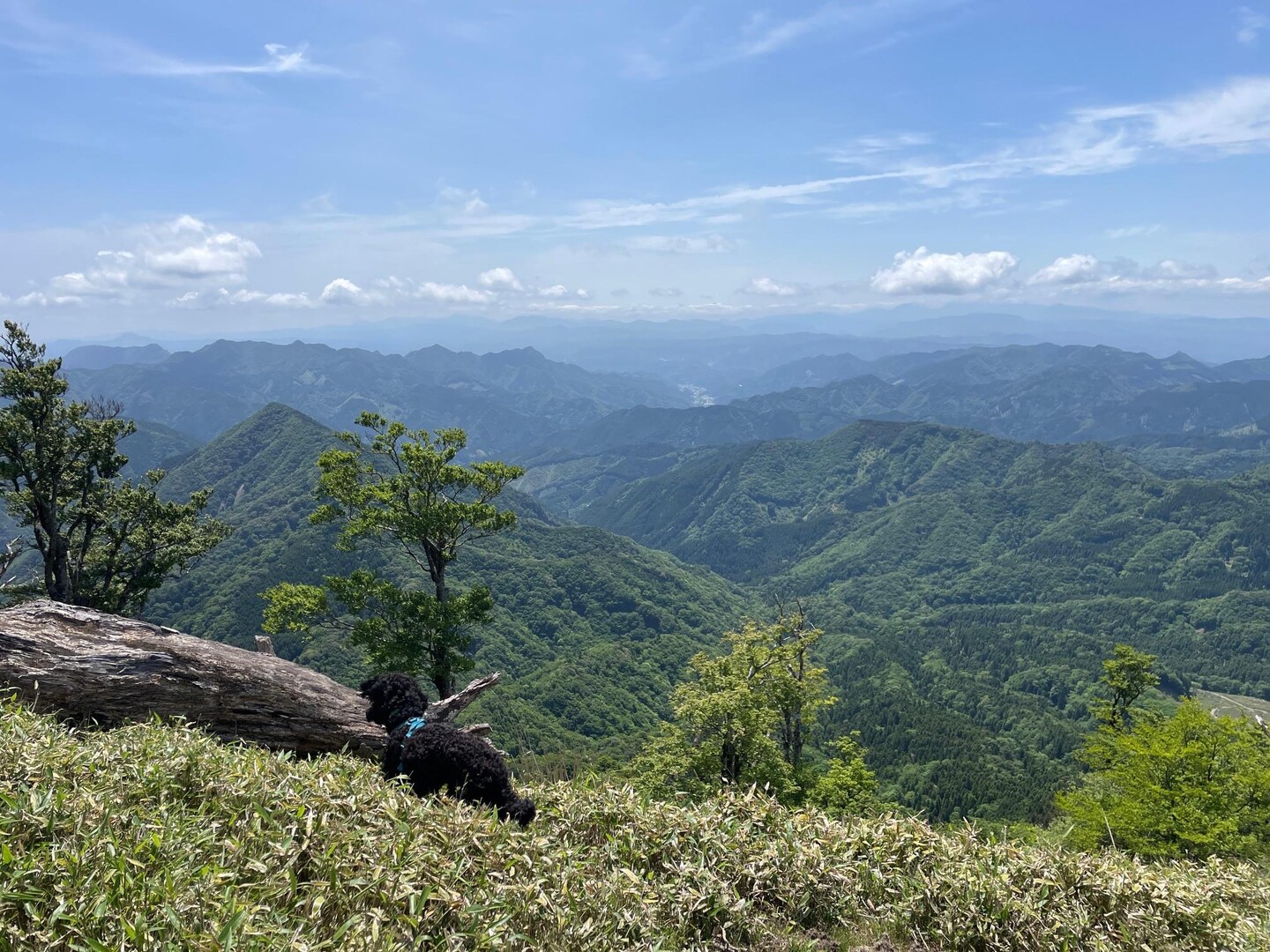 Roy散歩 🐕‍🦺🚶 英彦山(北岳) / マックスさんの英彦山の活動データ | YAMAP / ヤマップ