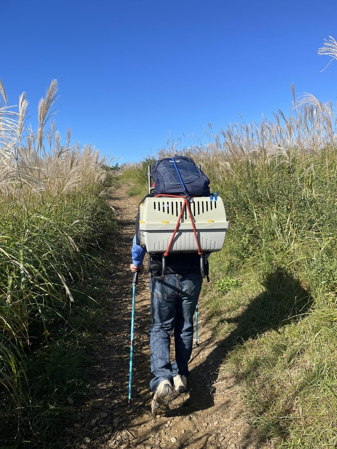 岩湧山 猫🐈‍⬛保護成功 https... / naoさんのモーメント | YAMAP / ヤマップ