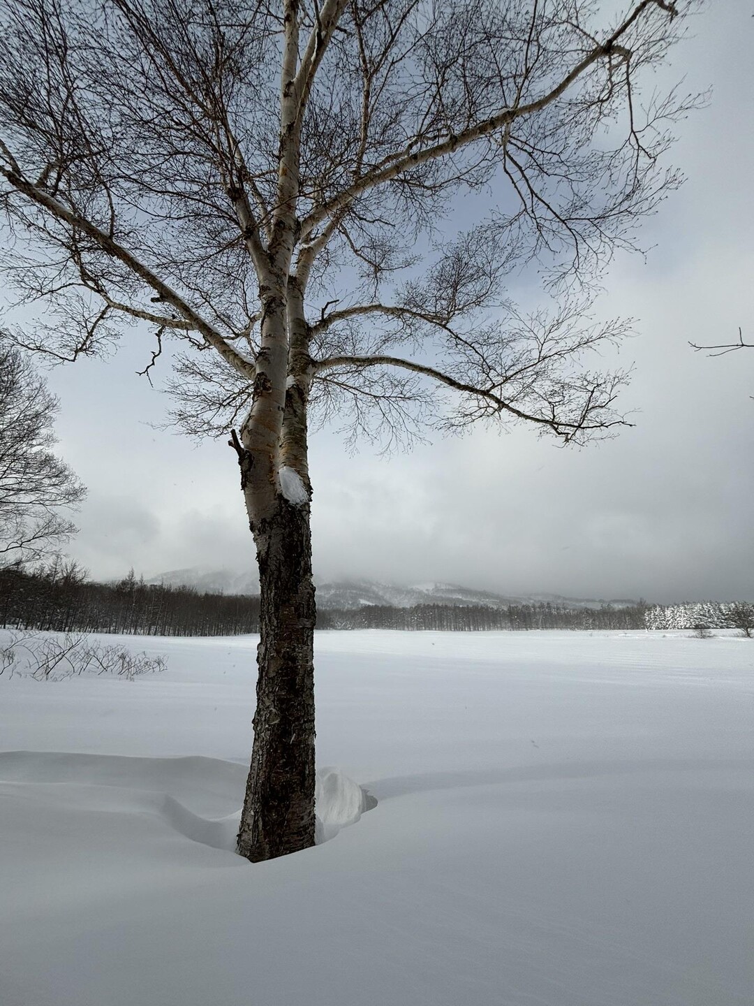 おはようございます😃 一晩で、積もり過... / sasaさんのモーメント | YAMAP / ヤマップ