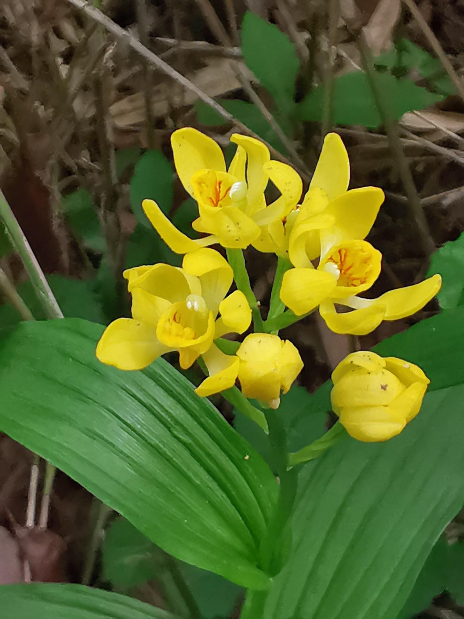 1000越え😱交野～くろんど往復 / orangeさんの交野山・国見山の活動データ | YAMAP / ヤマップ