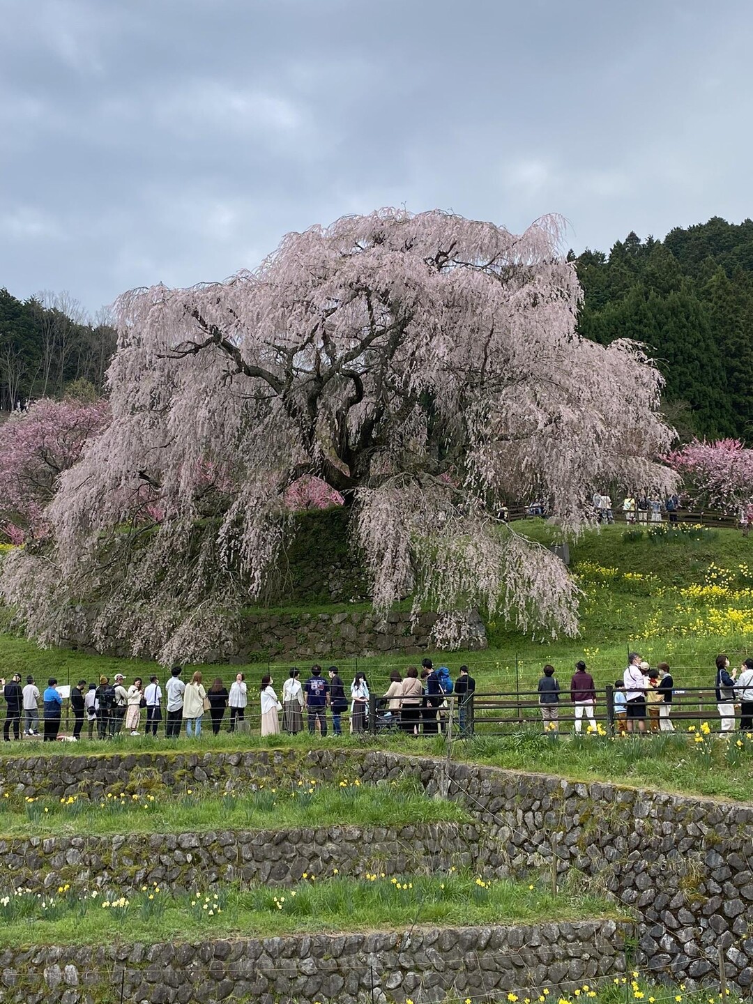 嫁と二人で、奈良県宇陀市の又兵衛桜を見に... / Keiさんのモーメント | YAMAP / ヤマップ