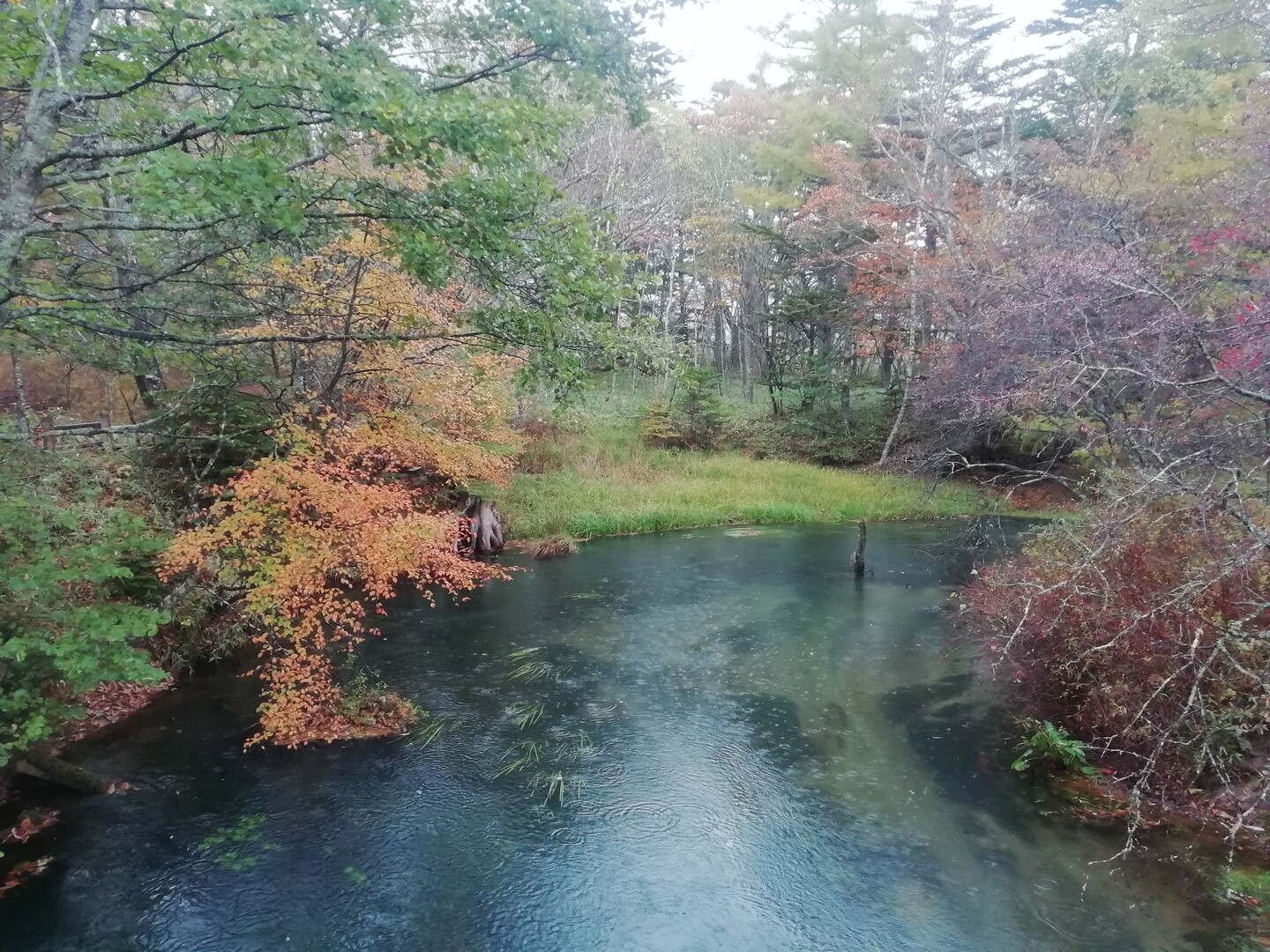 雨の戦場ケ原を☂ハイク / hirokyuuさんの男体山の活動データ | YAMAP / ヤマップ