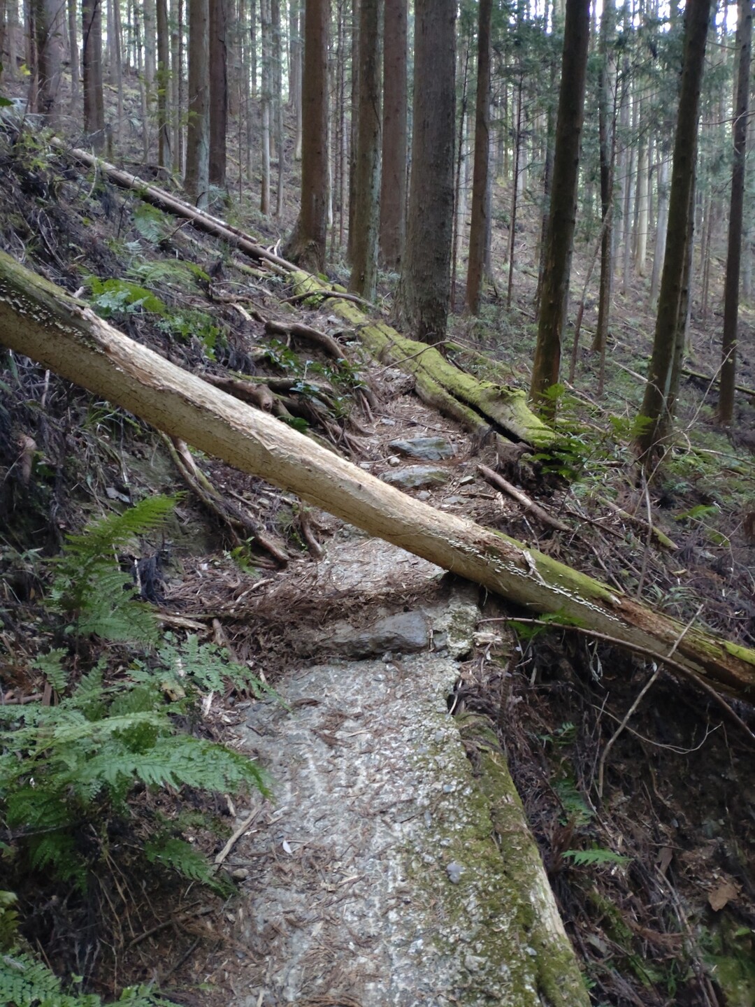 moneさんの投稿したフィールドメモ | YAMAP / ヤマップ