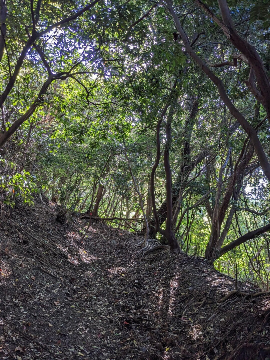 登山道整備⑦ / mkhkさんの高良山・発心山・鷹取山の活動データ | YAMAP / ヤマップ