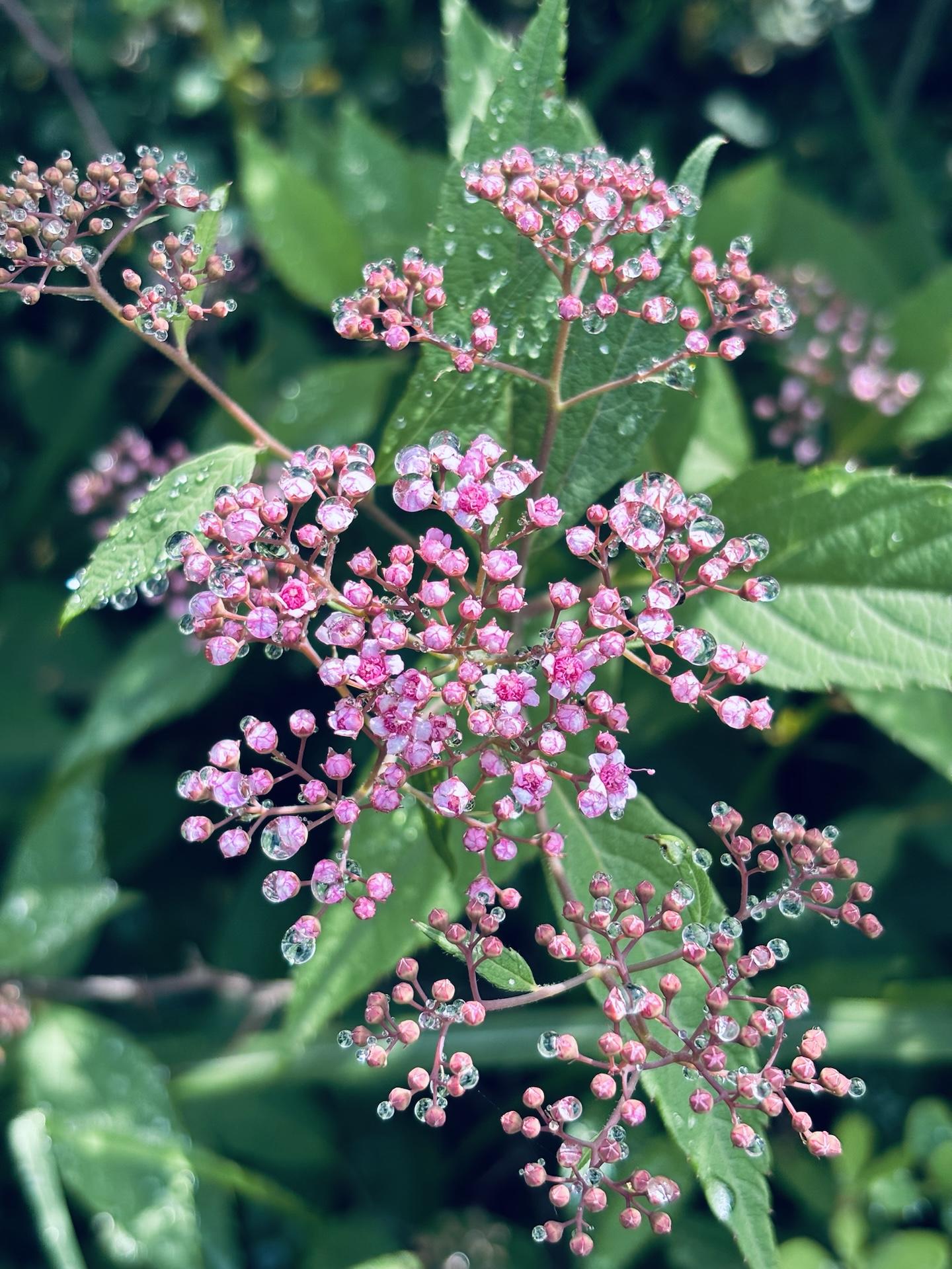 地蔵岳 / minaさんの赤城山・黒檜山・荒山の活動データ | YAMAP / ヤマップ