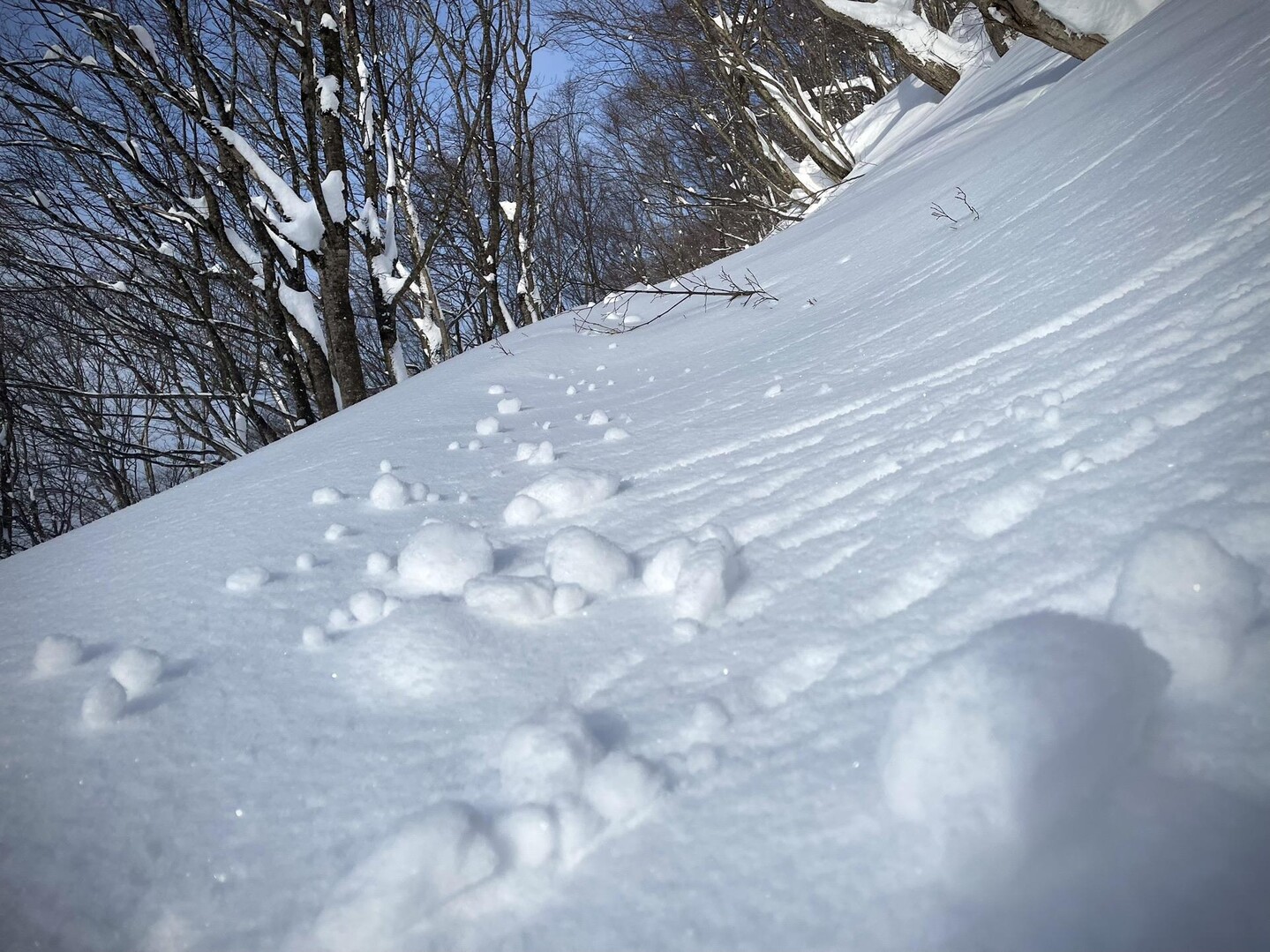 取立山 ️☃️ / ai nknkさんの取立山の活動データ | YAMAP / ヤマップ