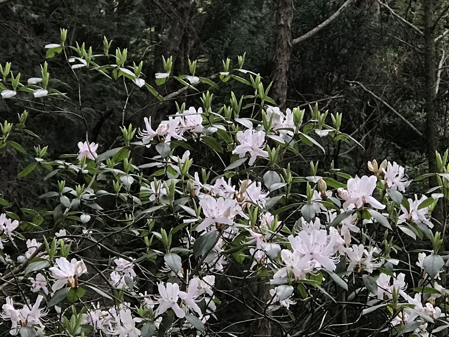 さくらツツジを探しに城山へ / Saoriさんの九千部山・石谷山の活動日記 | YAMAP / ヤマップ