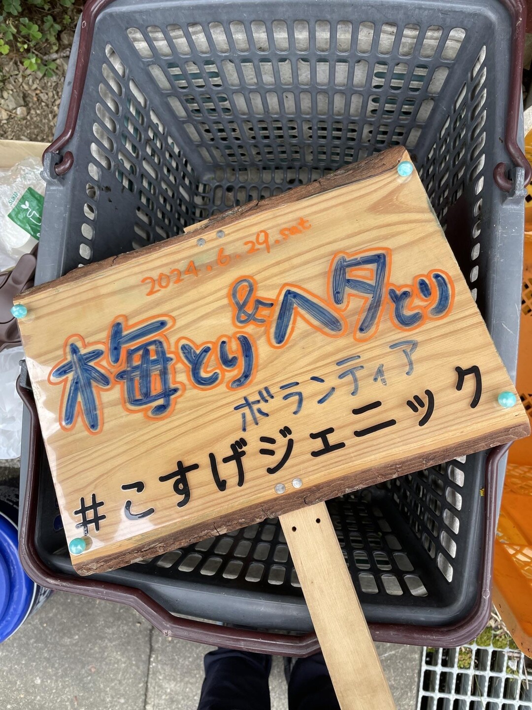 6/29(土曜) 小菅村の梅とりボランテ... / chocoさんのモーメント | YAMAP / ヤマップ