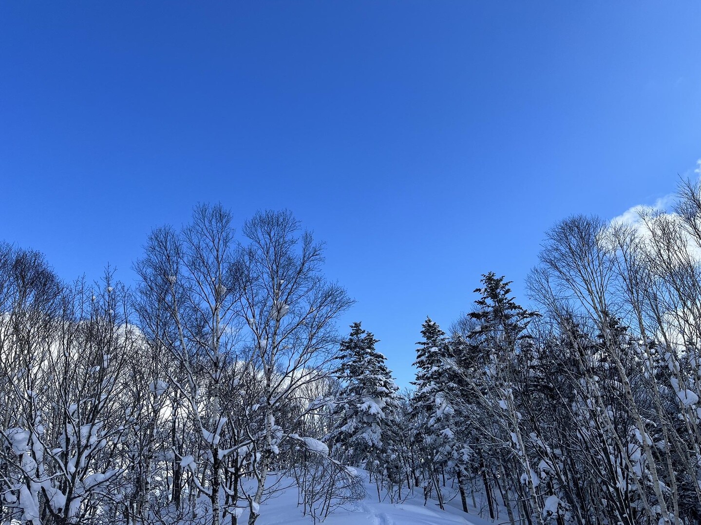 姐さんルートで行く鬼ラッセル鉄甲山・丸山 / tar_cyさんの丸山・三面山・シラッケ山の活動データ | YAMAP / ヤマップ