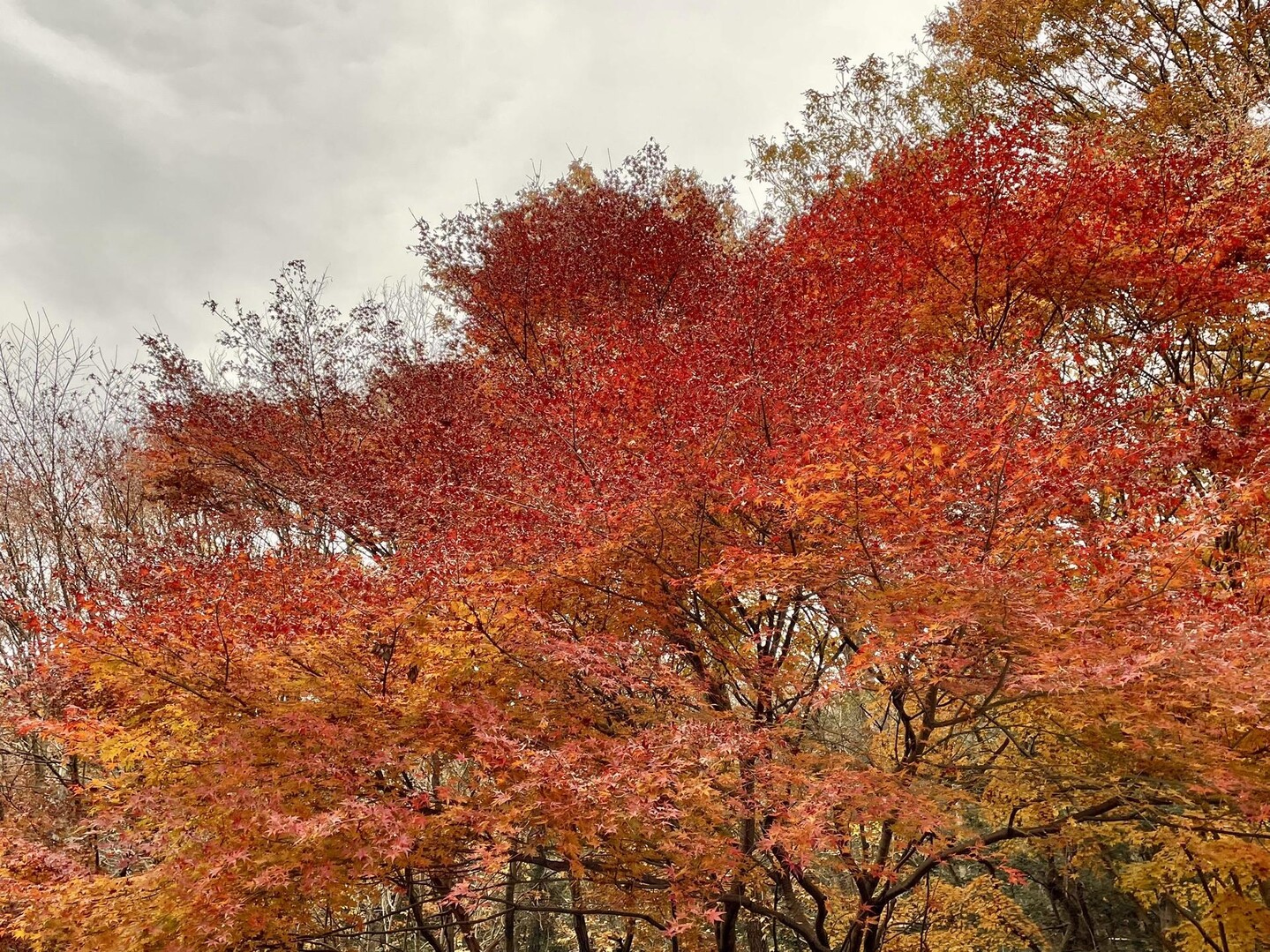 フロアルプス2♨️ / KIMIYAさんの小野アルプス（紅山・惣山）の活動データ | YAMAP / ヤマップ