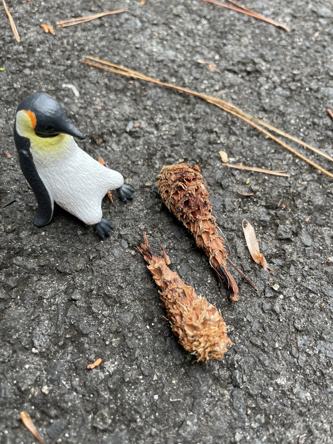 リスのエビフライ発見😍＆ワラビ狩り😆 / YassYassさんの若草山・芳山・高円山の活動日記 | YAMAP / ヤマップ