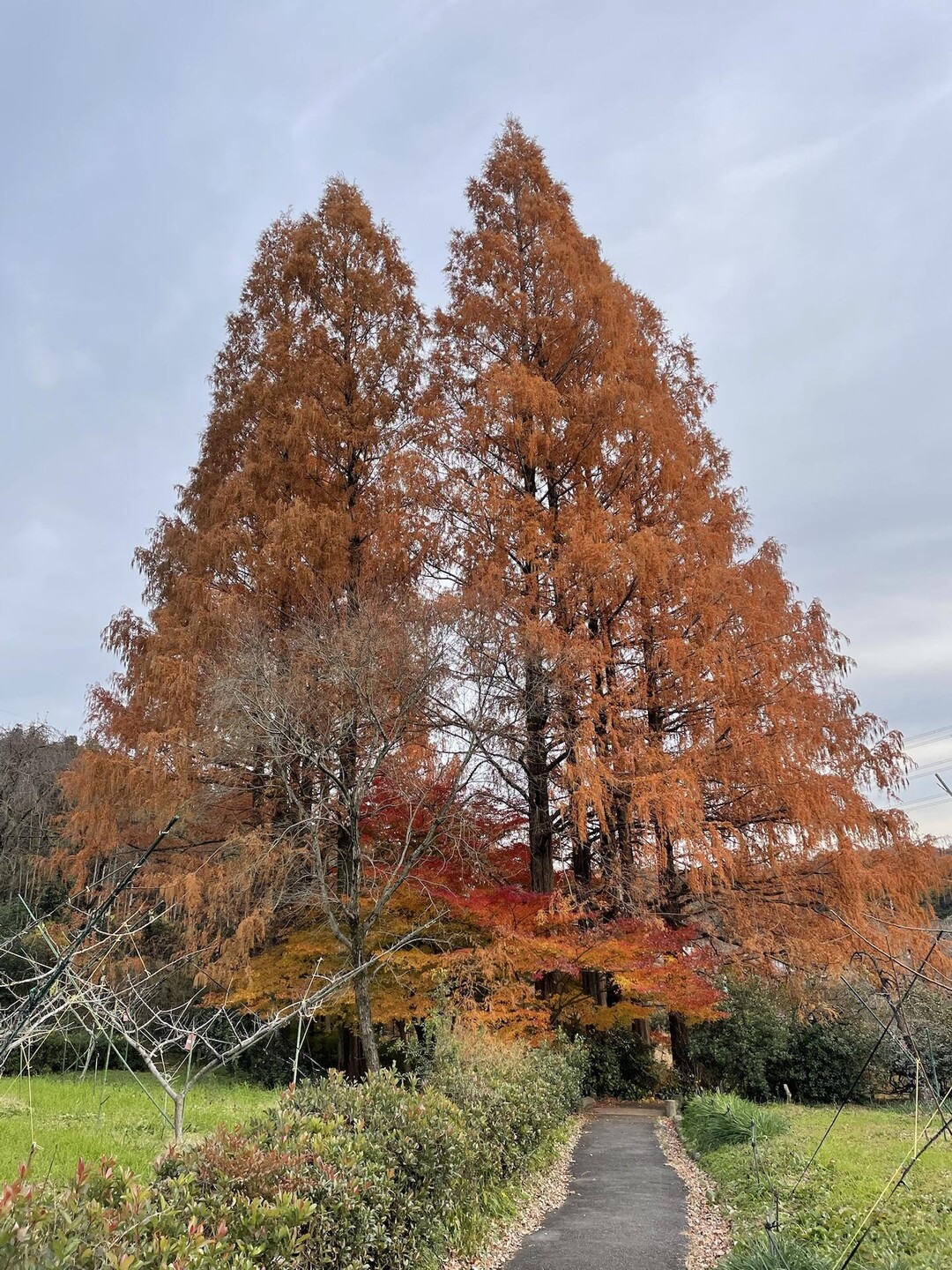 東谷山・高根山 / minorunさんの東谷山の活動データ | YAMAP / ヤマップ