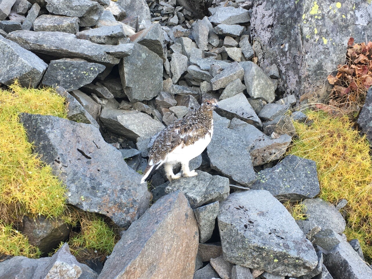 山人〜Yamanchu〜のページ | YAMAP / ヤマップ