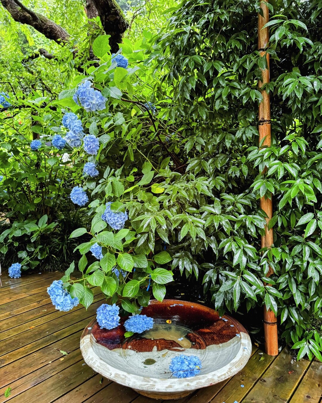 R6.6.23 日曜日 高校時代の親友と... / ゆんさんのモーメント | YAMAP / ヤマップ