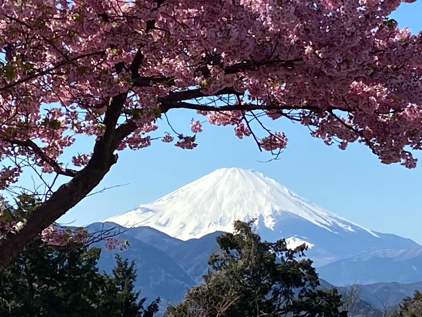 松田桜祭り 西平畑公園 / goqooさんの大山の活動データ | YAMAP / ヤマップ