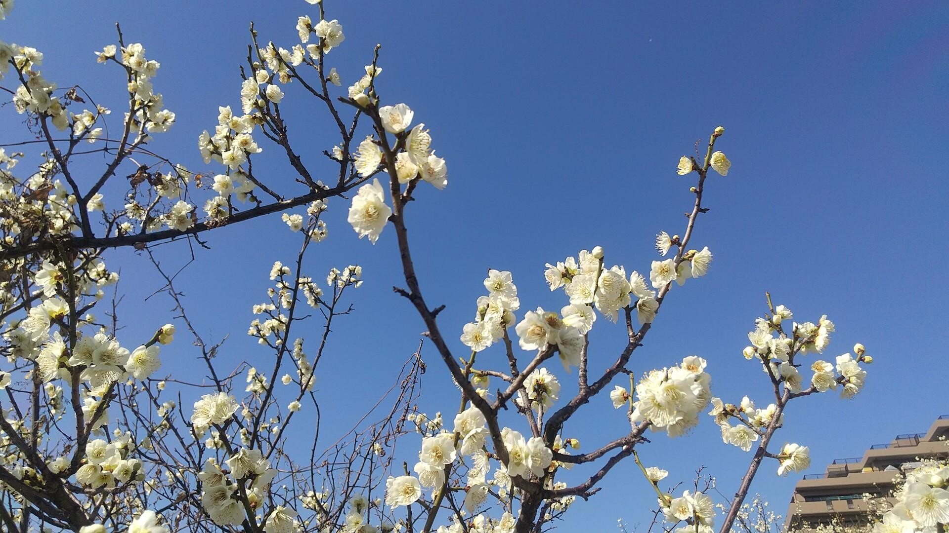 ランニング-2024-02-13 / hottyさんのランニングの活動データ | YAMAP / ヤマップ