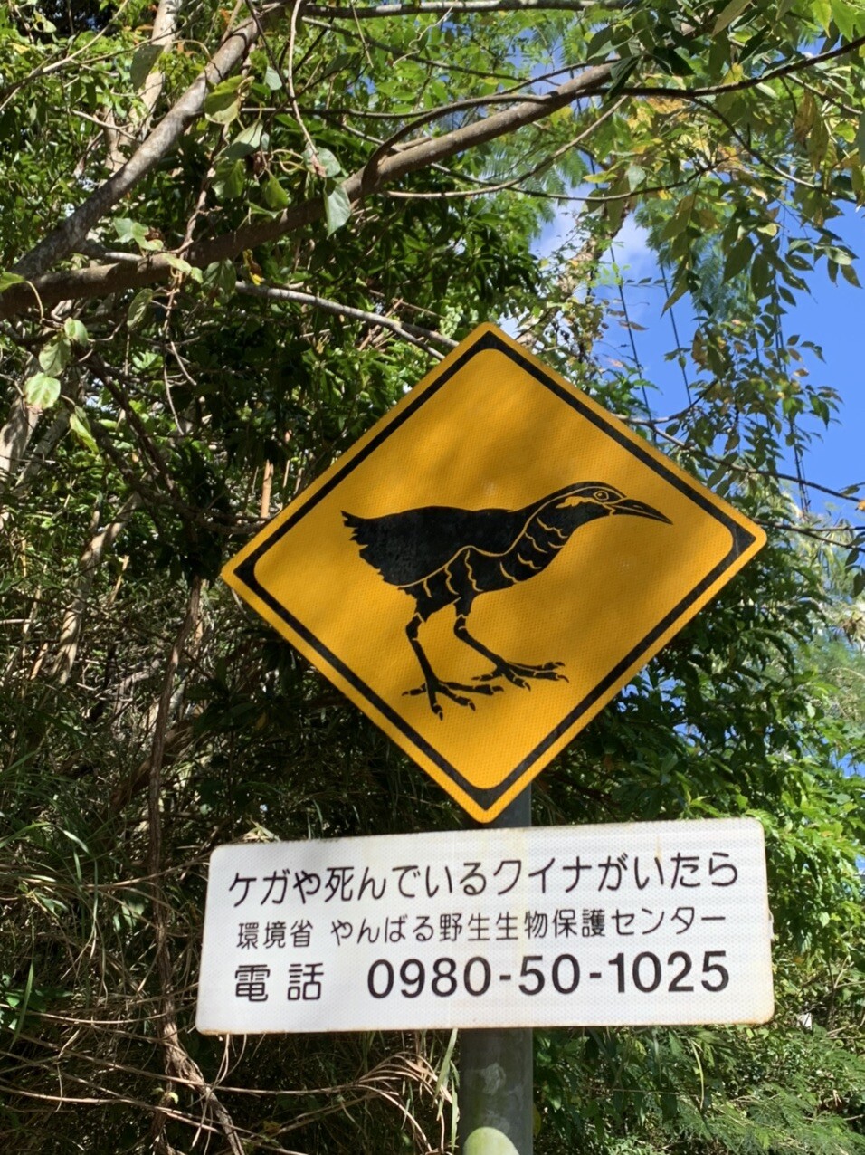 tommyのページ | YAMAP / ヤマップ