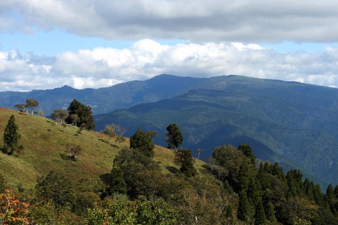 若杉天然林～東山 芸術の森でキノコ祭り / Denaliさんの東山・鳴滝山の活動データ | YAMAP / ヤマップ