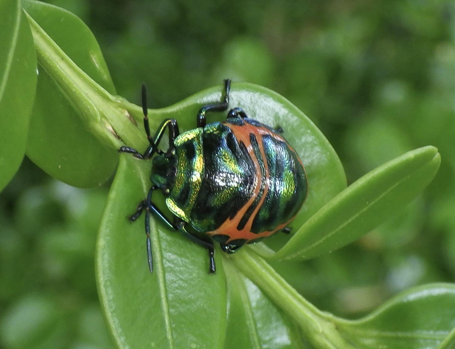 初秋の花たちを探して 英彦山（南岳） / motomickyさんの英彦山の活動データ | YAMAP / ヤマップ