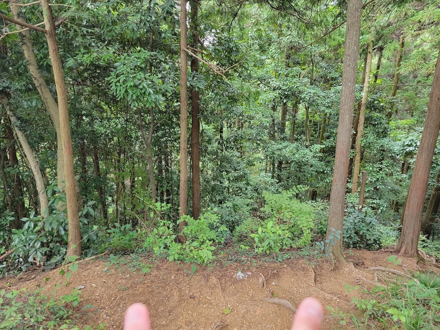 shunさんの投稿したフィールドメモ | YAMAP / ヤマップ