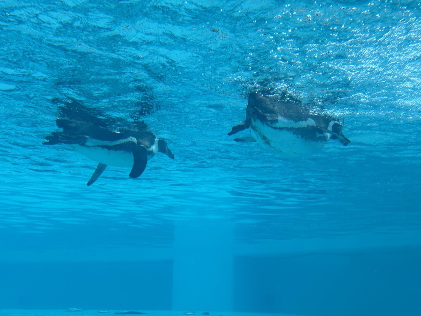 LA SPORTIVAのTX5 GTXを... / 黒い雌鶏さんのモーメント | YAMAP / ヤマップ