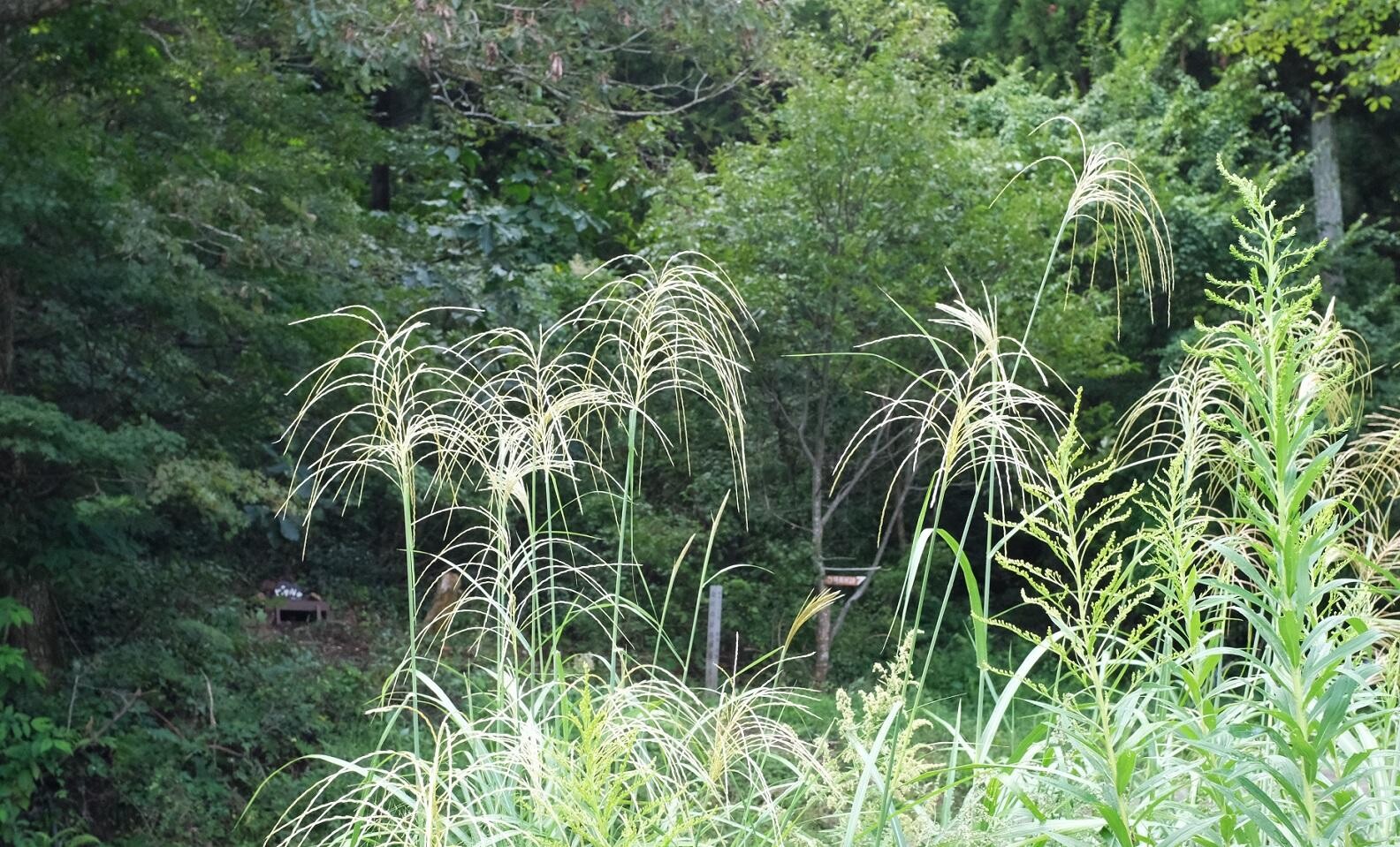 ’23・9・24 ⛰ ビタル山、奇跡のク... / SMさんのモーメント | YAMAP / ヤマップ