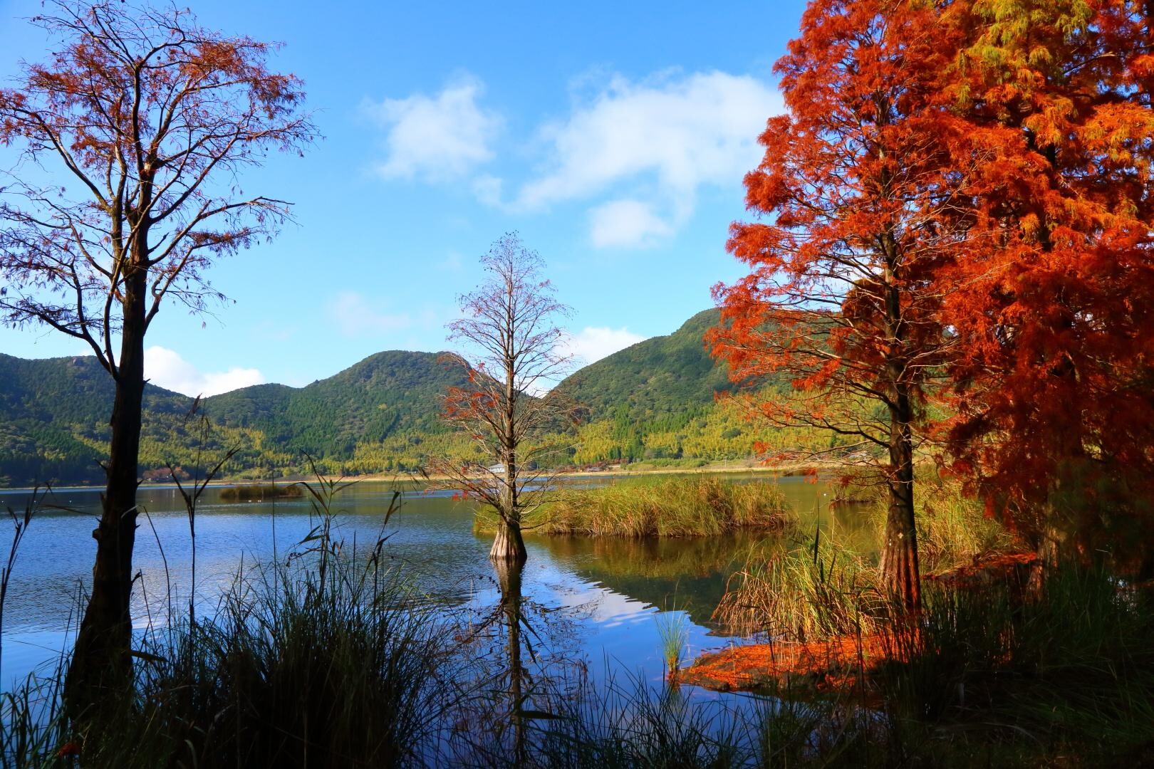 藺牟田池のラクウショウ 愛宕山・舟見岳・交蔓山・竜石・山王岳・片城山 / yavさんの藺牟田池・飯盛山・片城山の活動データ | YAMAP / ヤマップ