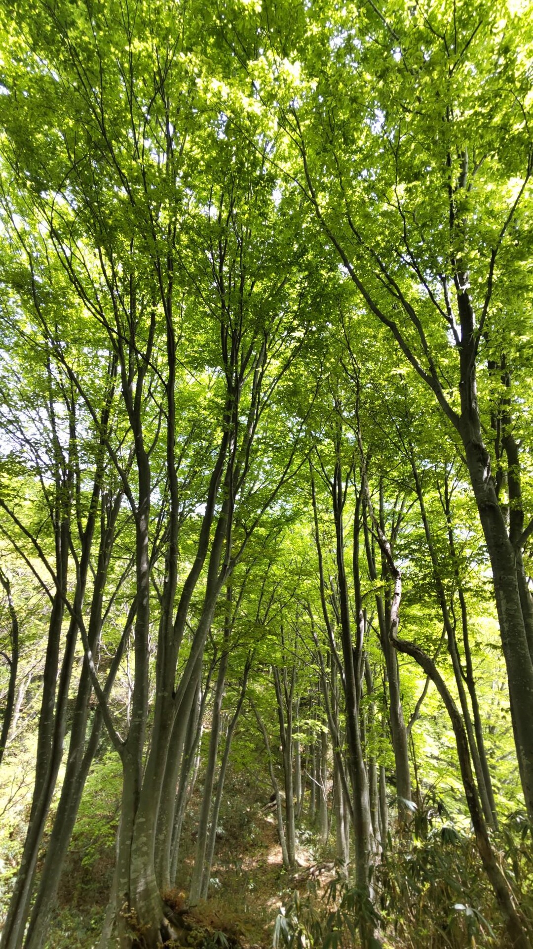 大地山 / zen sugiさんの黒菱山・初雪山・負釣山の活動データ | YAMAP / ヤマップ