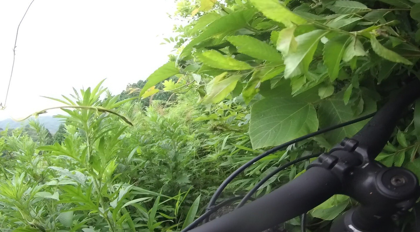 6:30 長坂山へ…🏕🏕🏕 蒸し蒸... / Kouさんのモーメント | YAMAP / ヤマップ