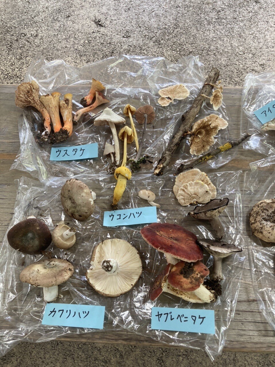 2021.09.18 きのこの勉強会 / あやさんのモーメント | YAMAP / ヤマップ