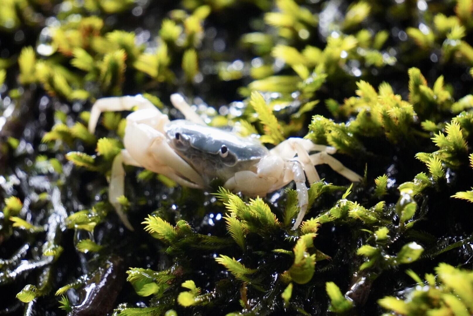 RED STAR MOUNTAIN / ikkiさんの赤星山・豊受山の活動データ | YAMAP / ヤマップ